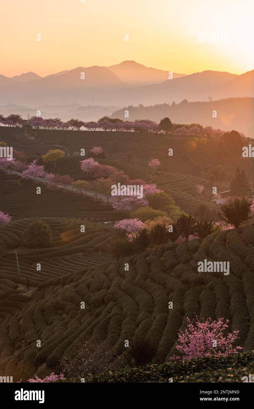 Aerial photo shows cherry blossoms bursting into bloom in the Taipin ...