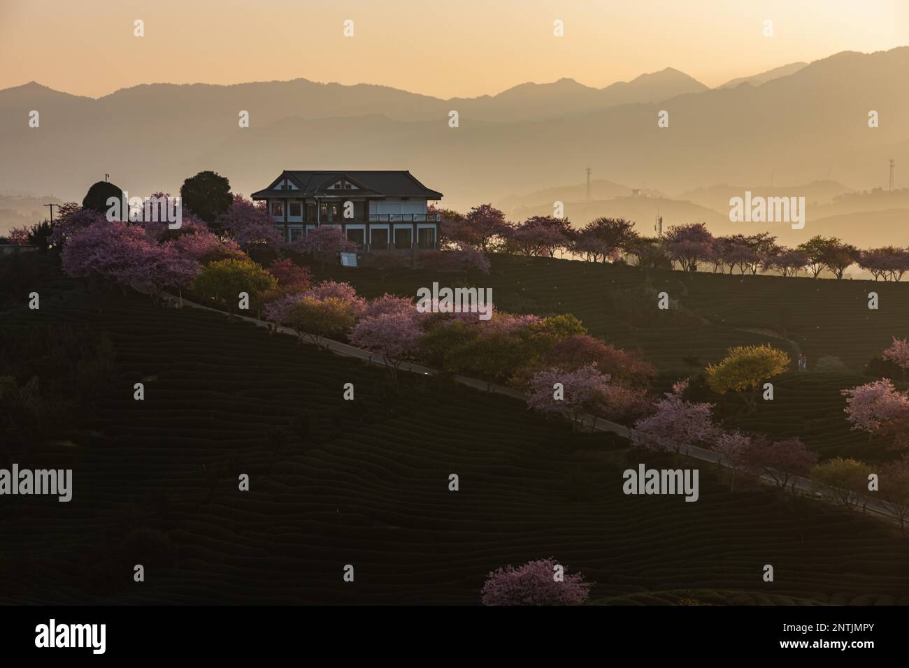 Aerial photo shows cherry blossoms bursting into bloom in the Taipin ...