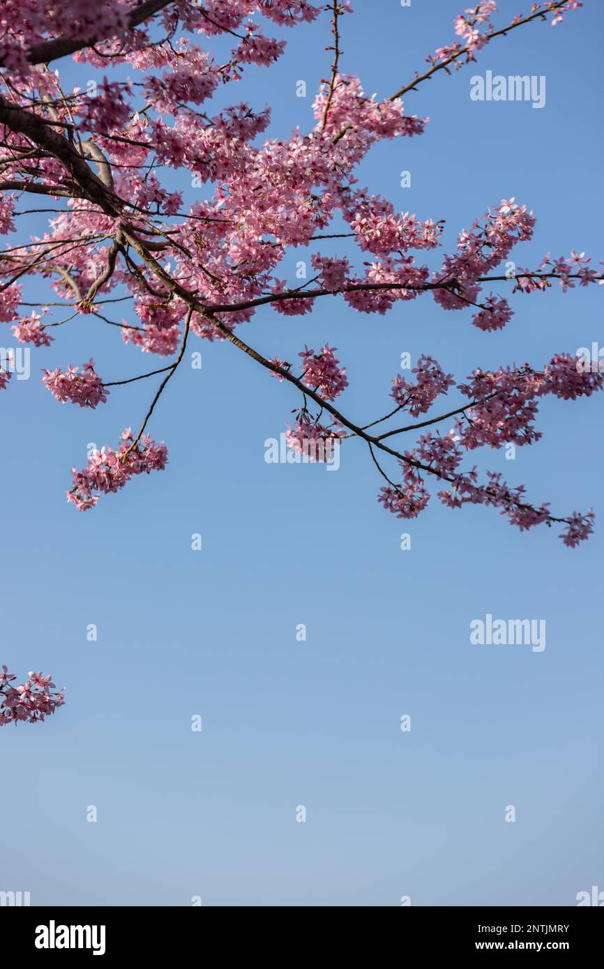 Cherry blossoms burst into bloom in the Taipin Tea Garden in Yongfu ...