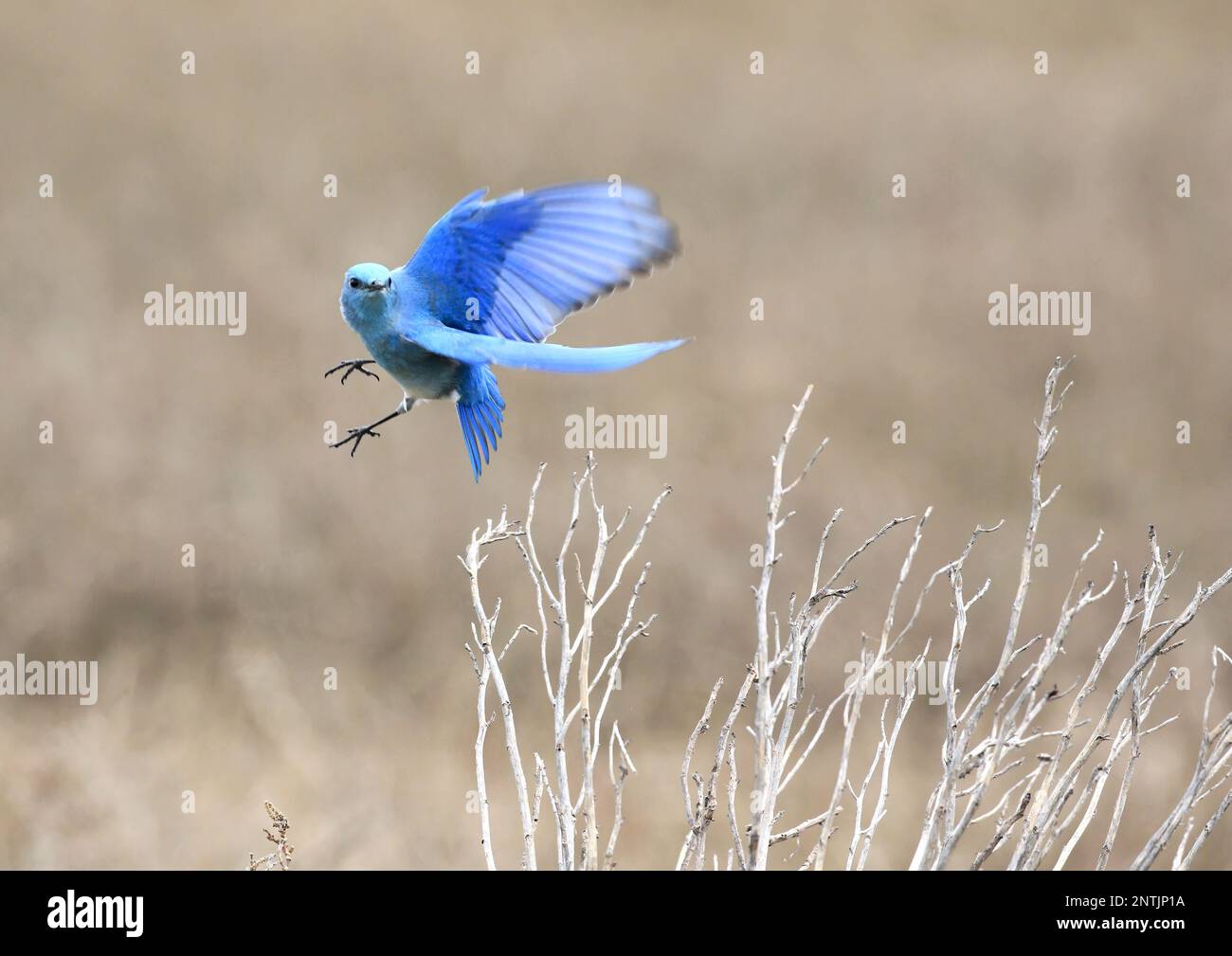 Bluebird gray flying bird hi-res stock photography and images - Alamy