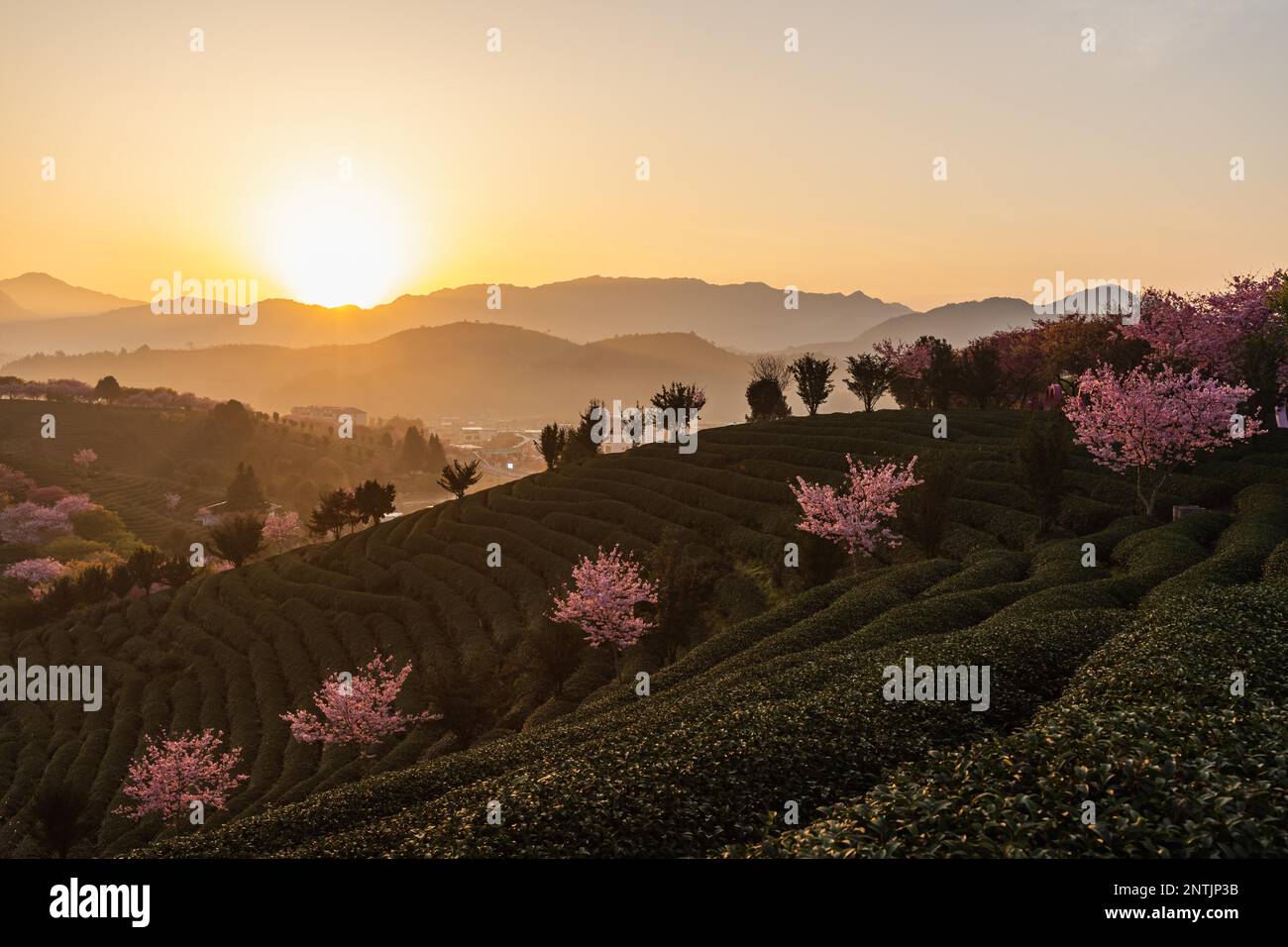 Aerial photo shows cherry blossoms bursting into bloom in the Taipin ...