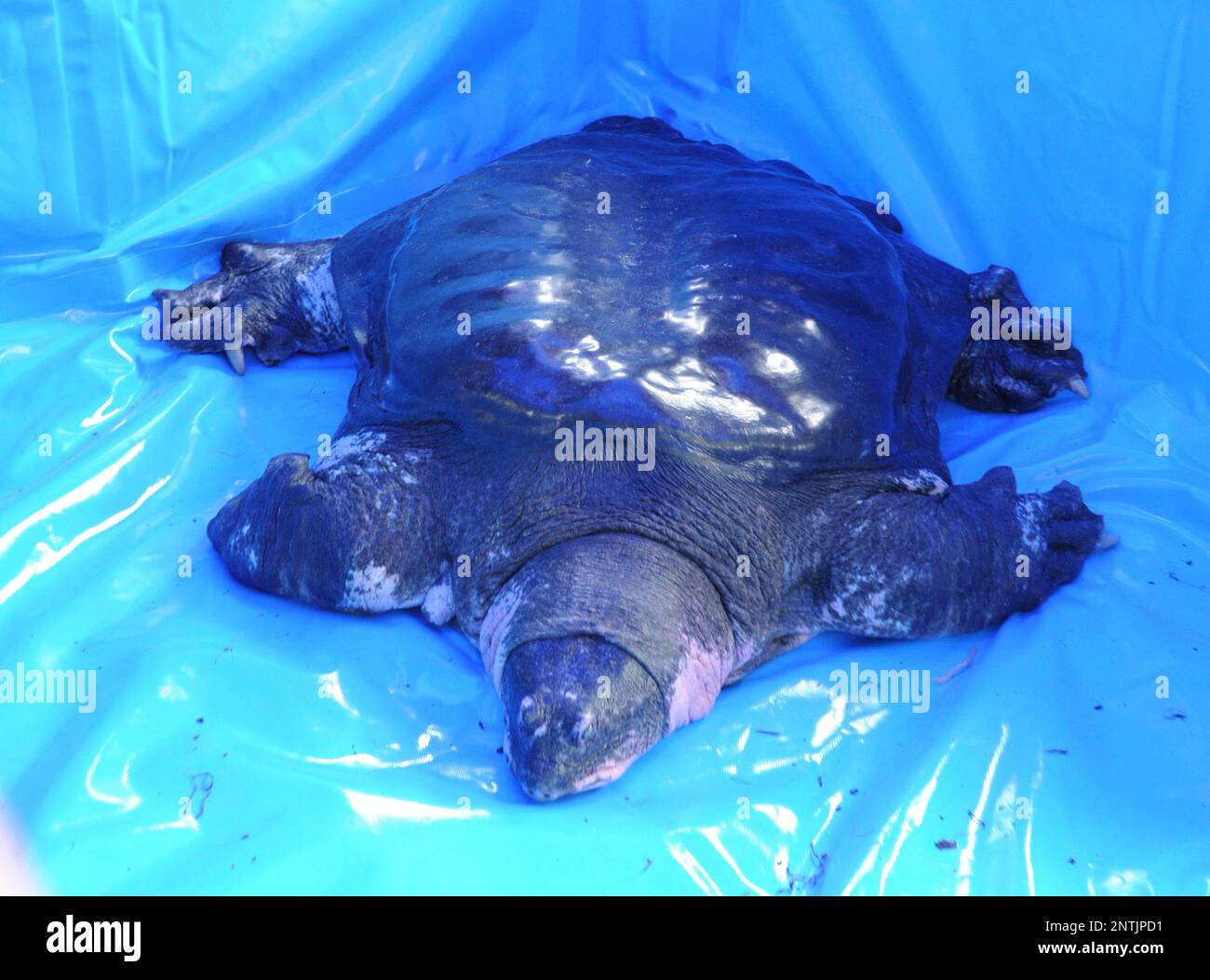 Giant Softshell Turtle China