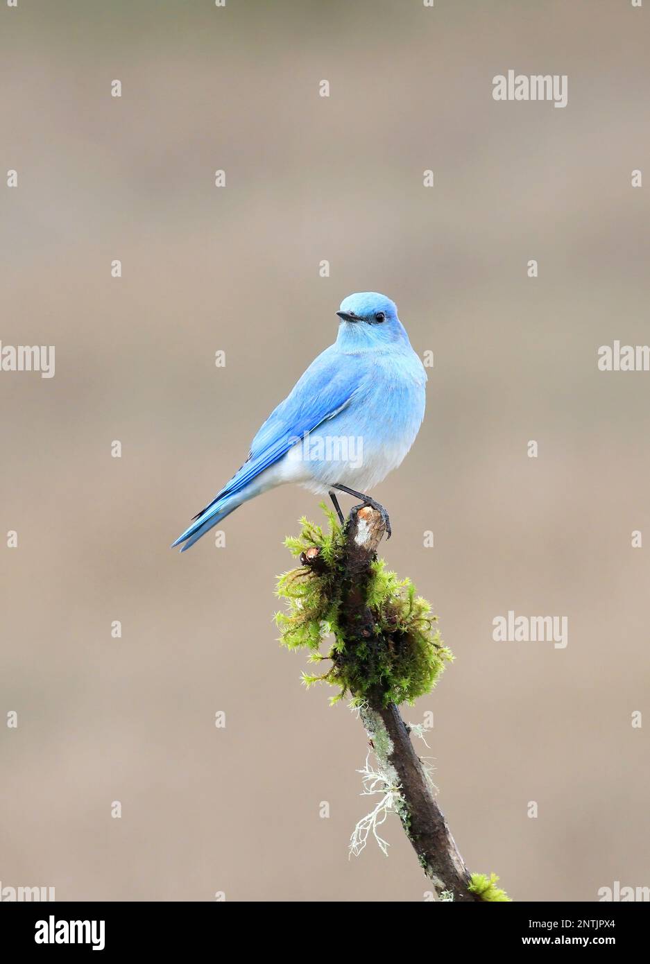 One bluebird hi-res stock photography and images - Alamy