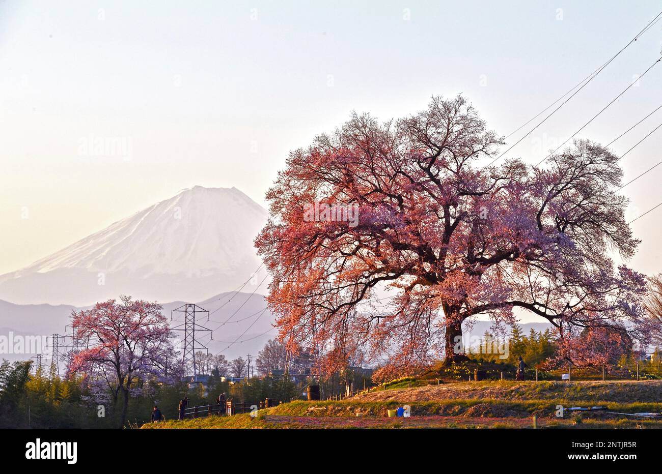 Edo Higanzakura cherry blossom tree in full bloom is pictured with Mt ...