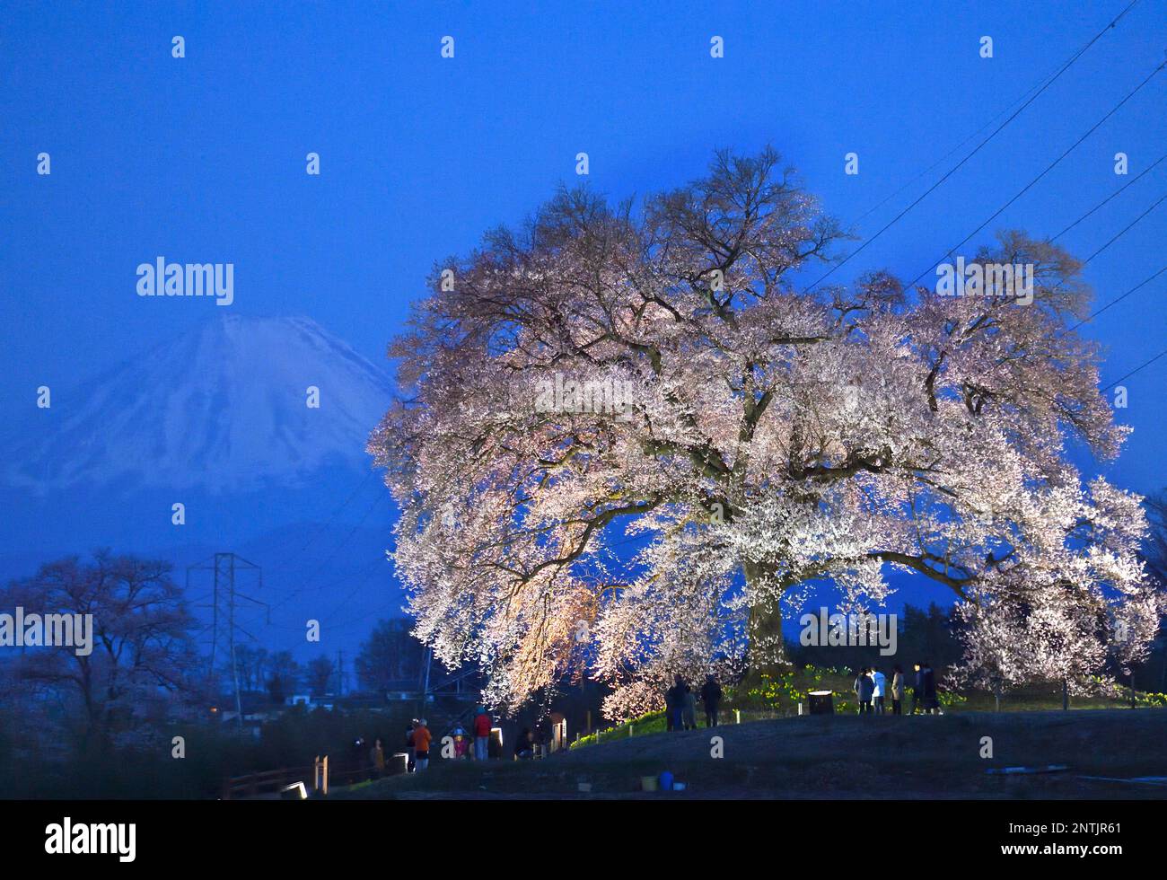 Edo Higanzakura cherry blossom tree in full bloom is pictured with Mt ...