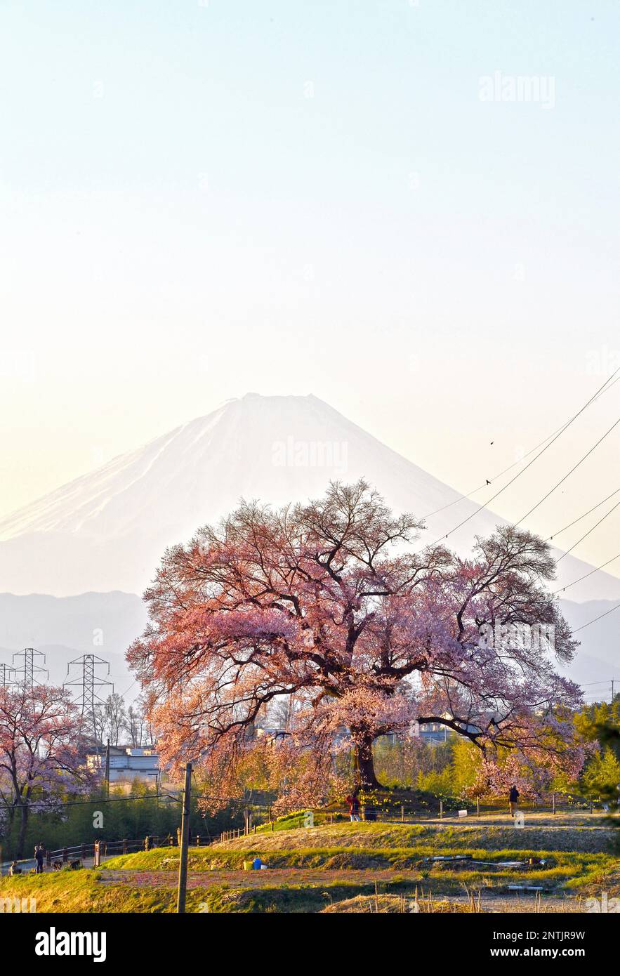 Edo Higanzakura cherry blossom tree in full bloom is pictured with Mt ...