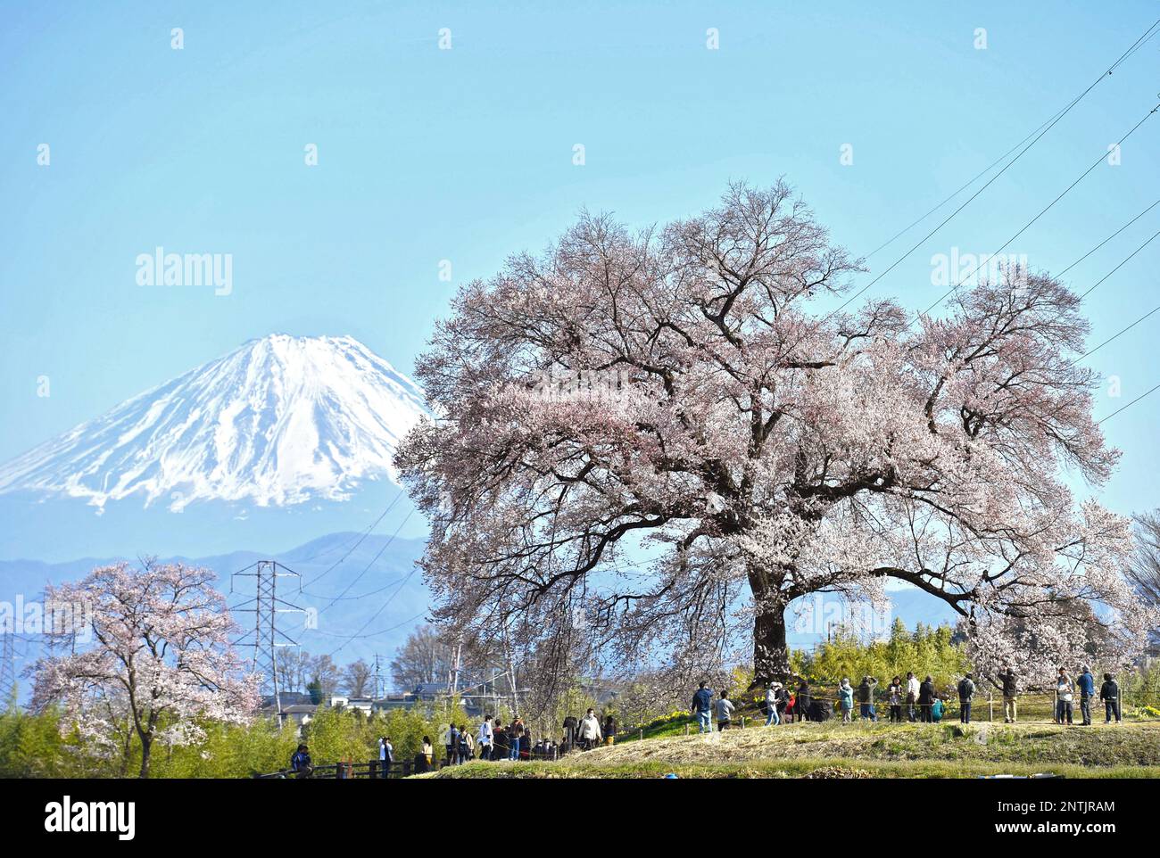 Edo Higanzakura cherry blossom tree in full bloom is pictured with Mt ...