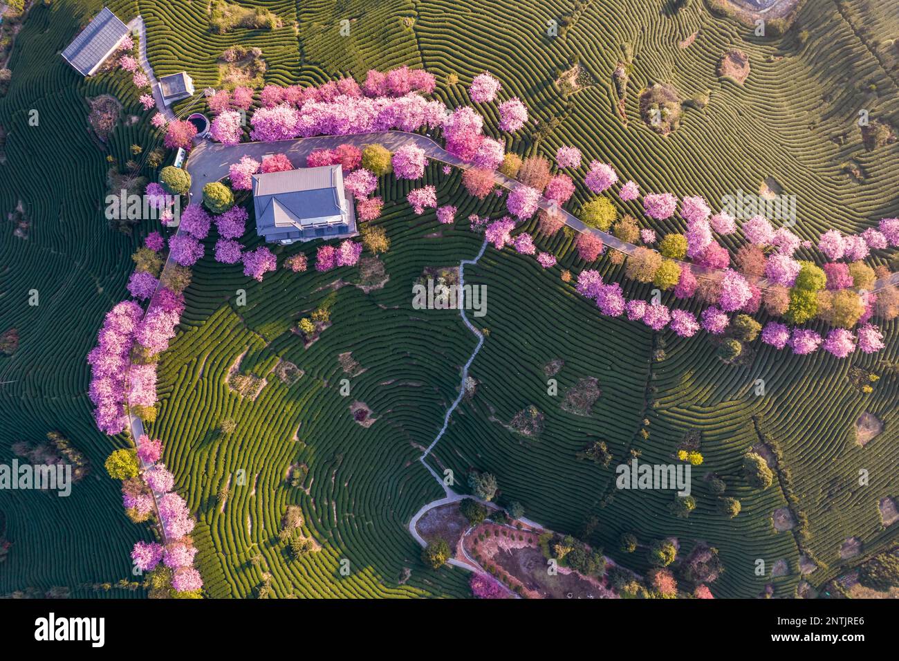 Aerial photo shows cherry blossoms bursting into bloom in the Taipin ...