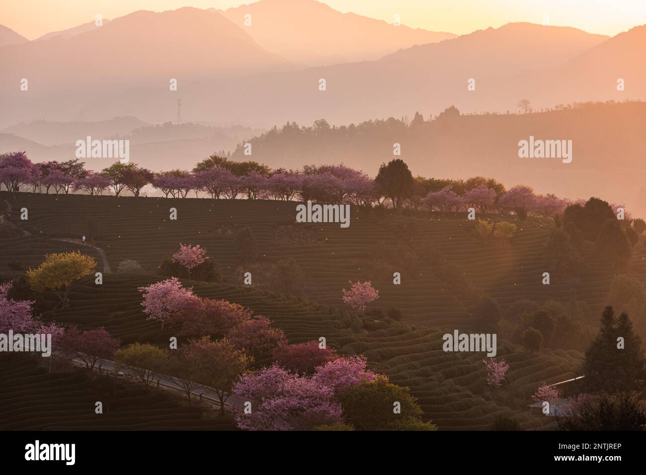 Aerial photo shows cherry blossoms bursting into bloom in the Taipin ...