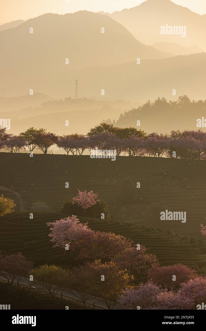 Aerial photo shows cherry blossoms bursting into bloom in the Taipin ...