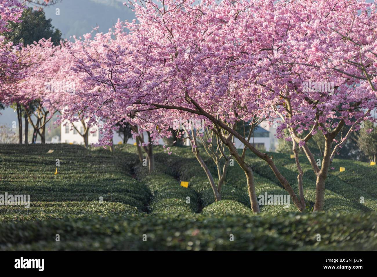Cherry blossoms burst into bloom in the Taipin Tea Garden in Yongfu ...