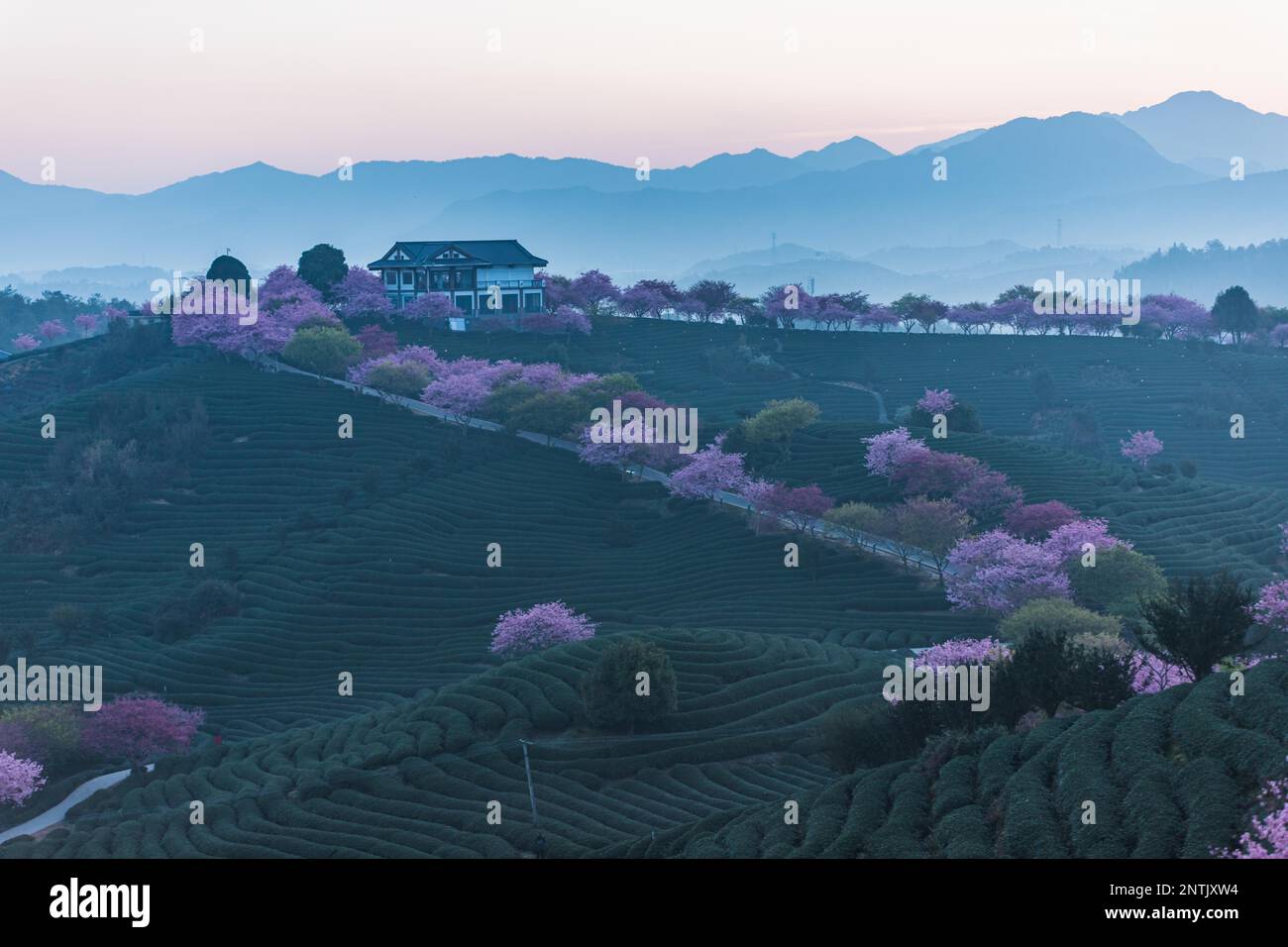 Aerial photo shows cherry blossoms bursting into bloom in the Taipin ...