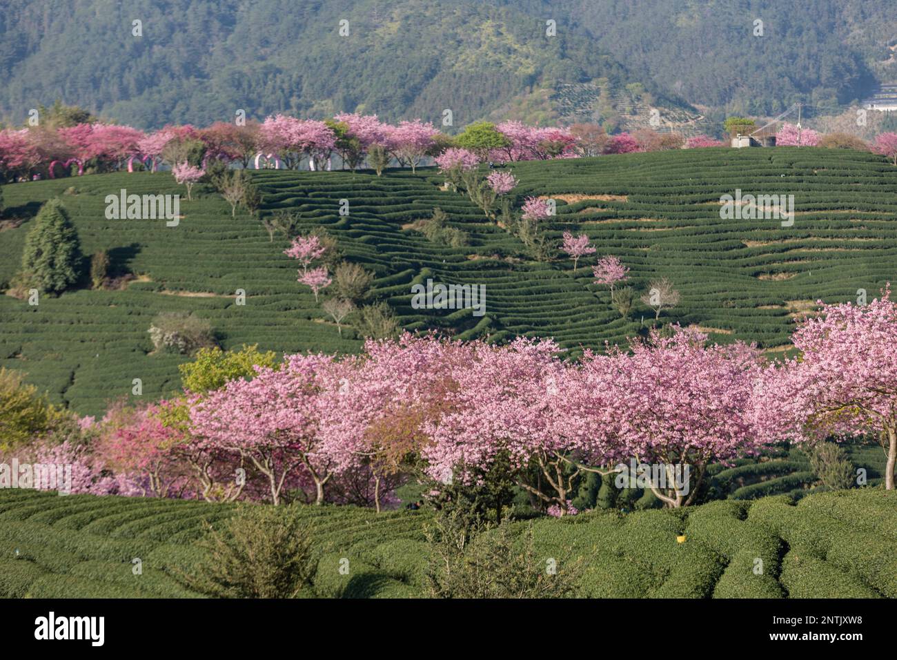Aerial photo shows cherry blossoms bursting into bloom in the Taipin Tea Garden in Yongfu town ...