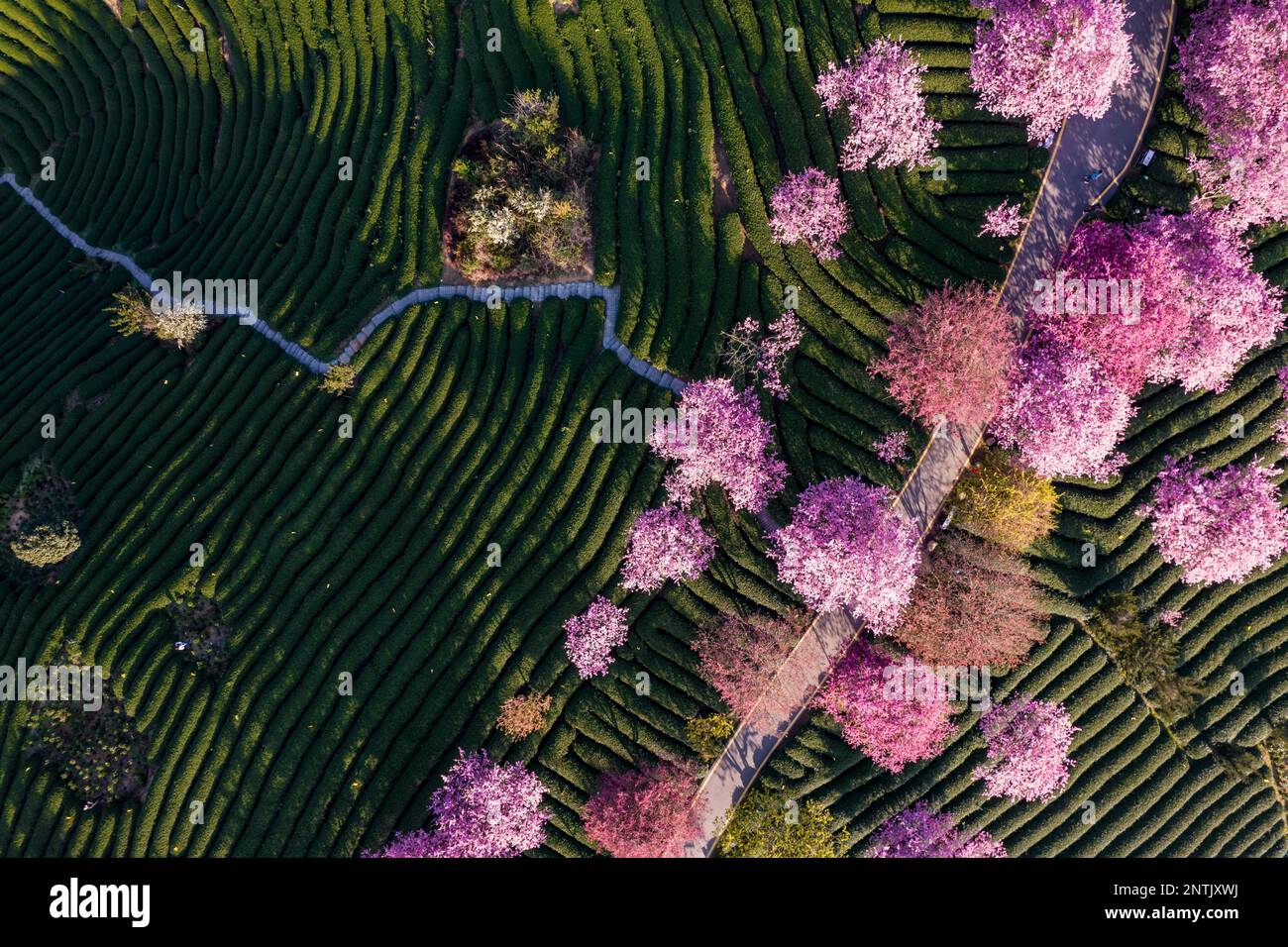 Aerial photo shows cherry blossoms bursting into bloom in the Taipin ...