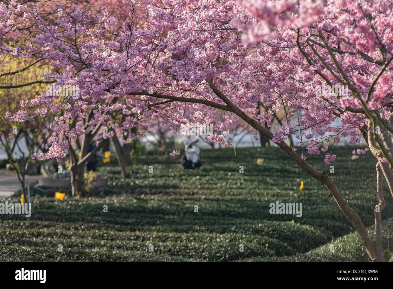Cherry blossoms burst into bloom in the Taipin Tea Garden in Yongfu ...