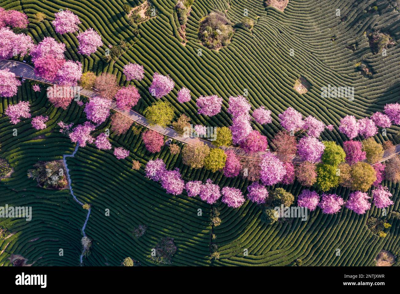 Aerial photo shows cherry blossoms bursting into bloom in the Taipin ...
