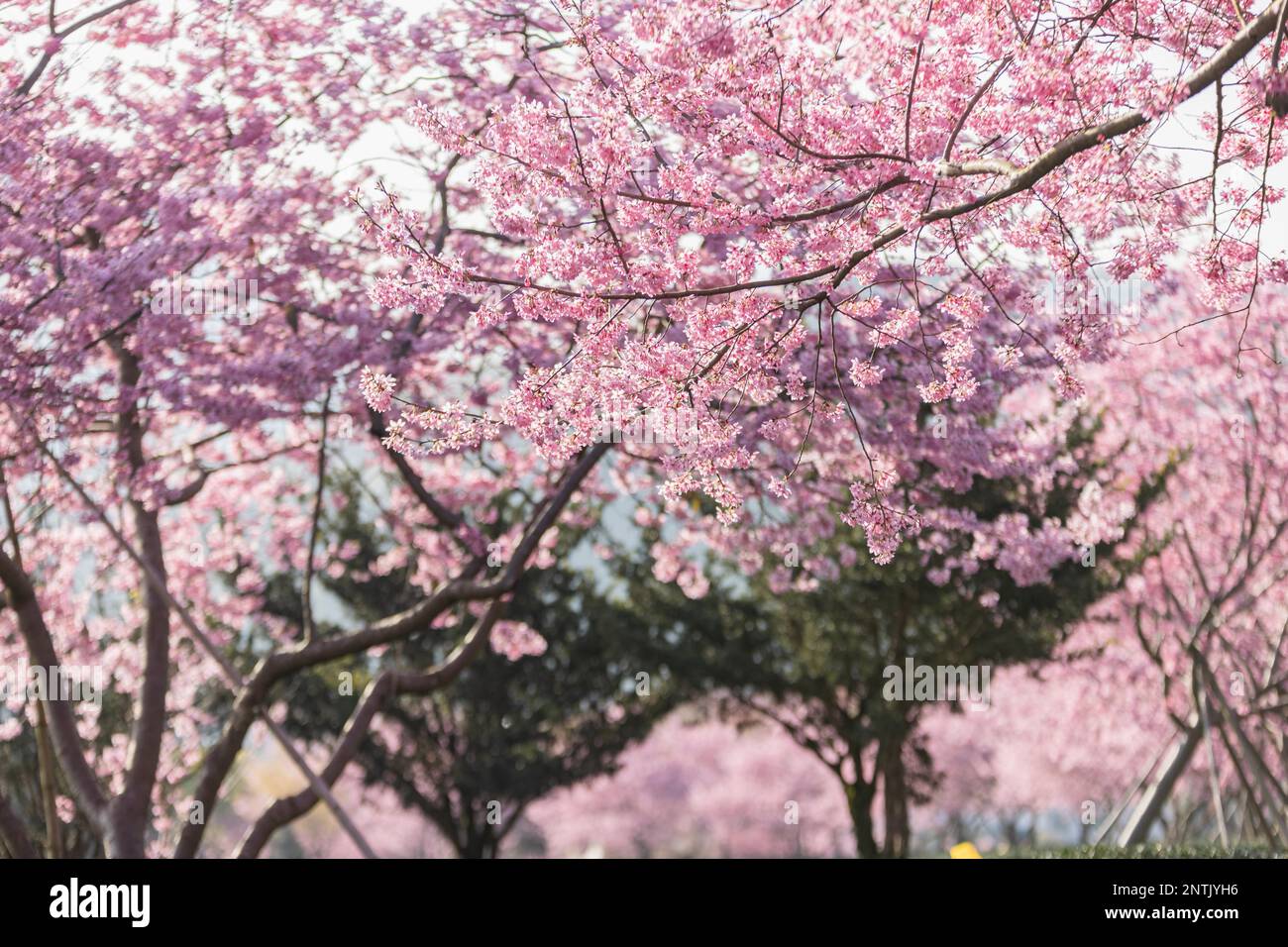Cherry blossoms burst into bloom in the Taipin Tea Garden in Yongfu ...