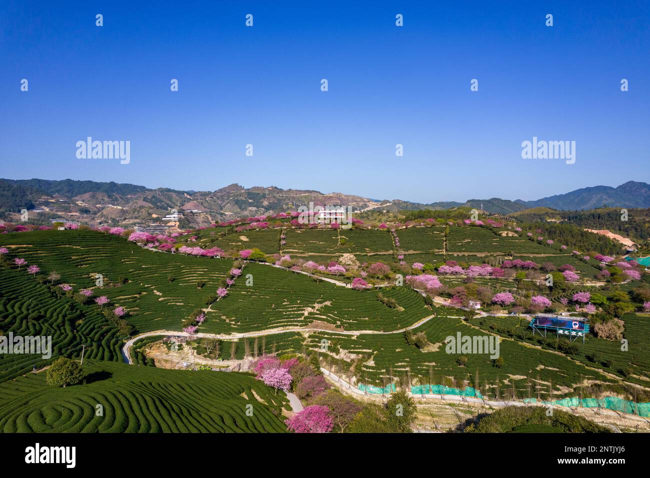 Aerial photo shows cherry blossoms bursting into bloom in the Taipin ...