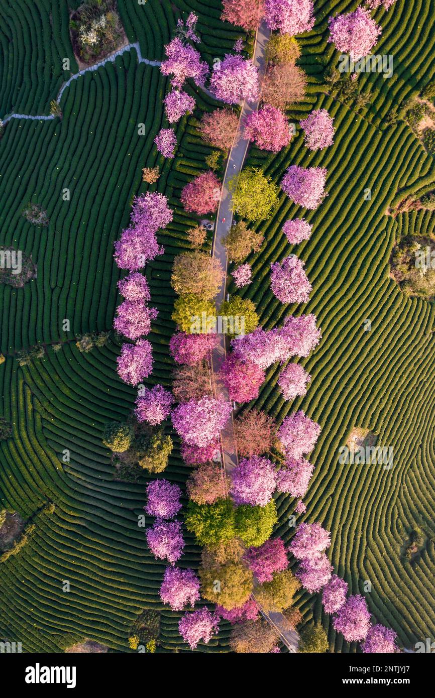 Aerial photo shows cherry blossoms bursting into bloom in the Taipin ...
