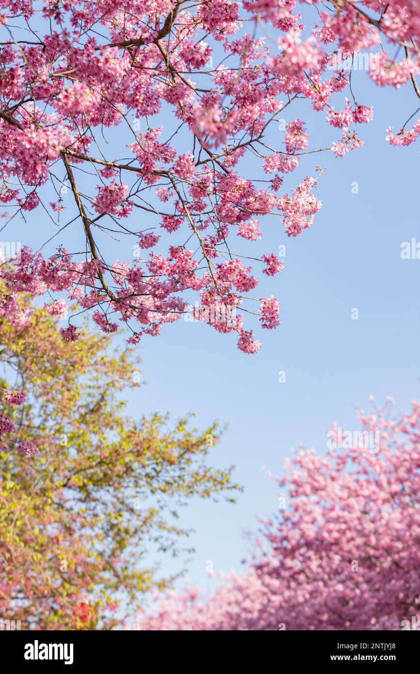 Cherry blossoms burst into bloom in the Taipin Tea Garden in Yongfu town, Longyan City ...
