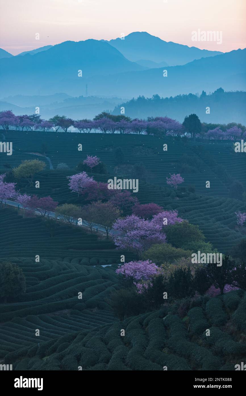 Aerial photo shows cherry blossoms bursting into bloom in the Taipin ...