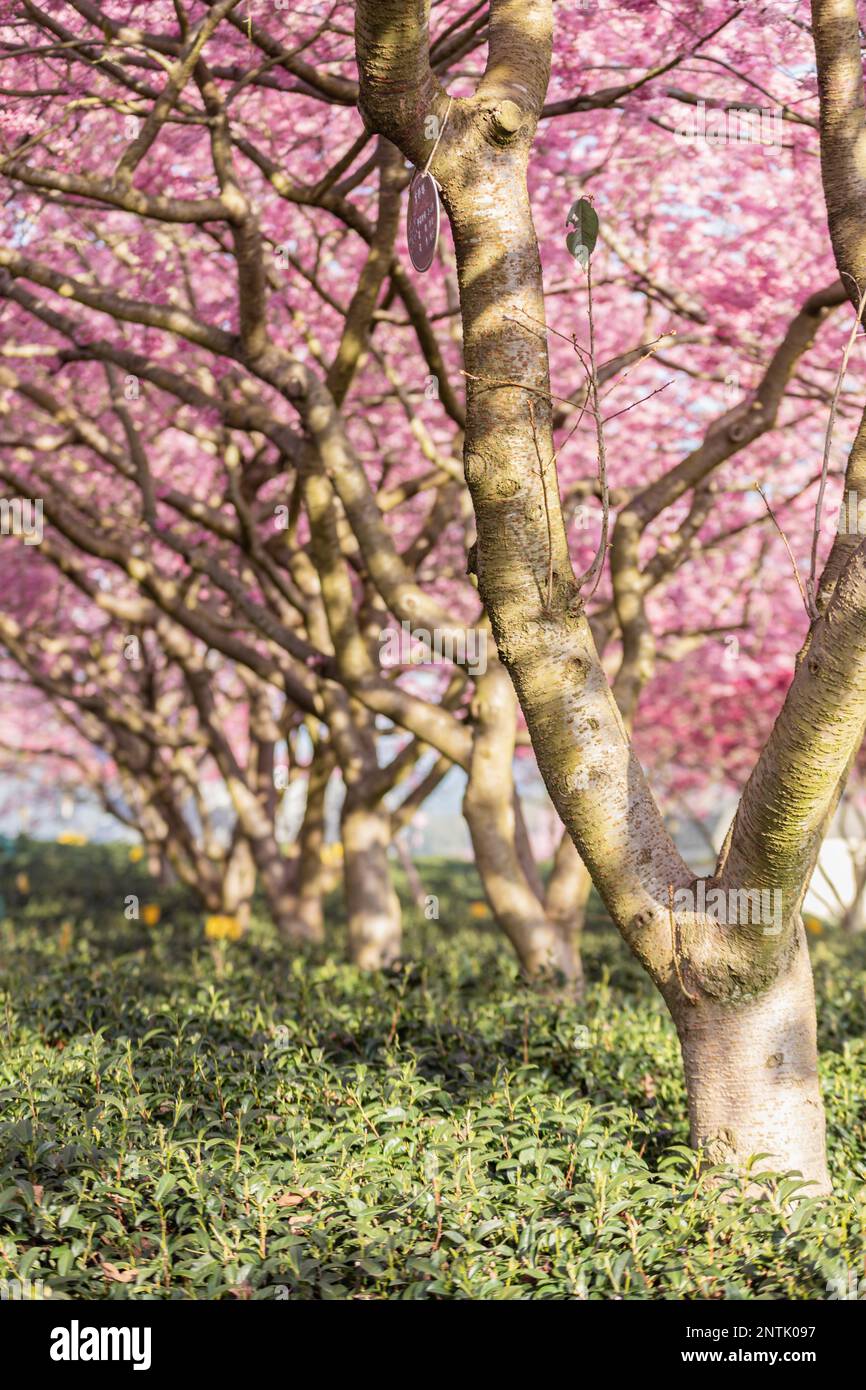 Cherry blossoms burst into bloom in the Taipin Tea Garden in Yongfu ...