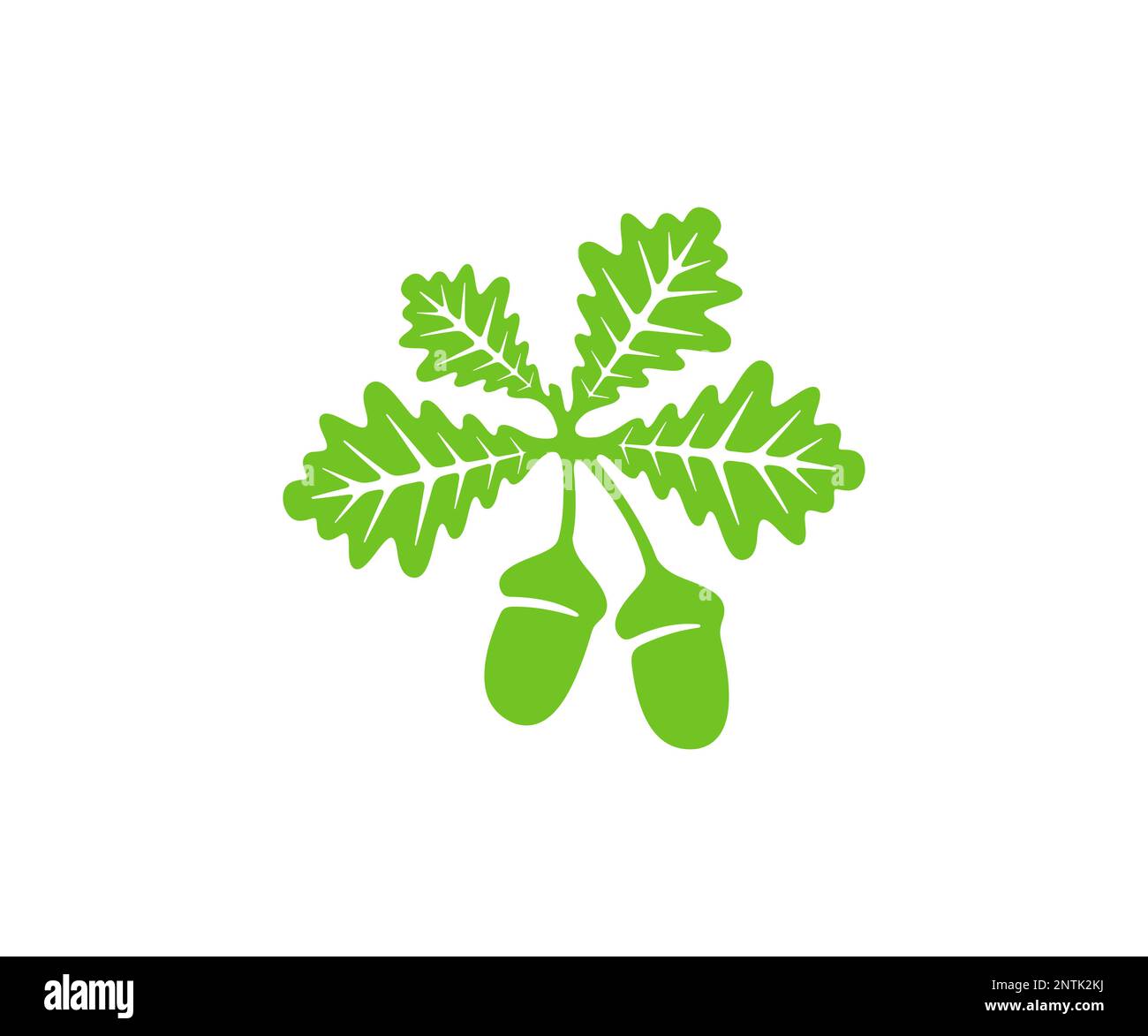 Oak, oak branch with leaves and acorns, silhouette and graphic design ...