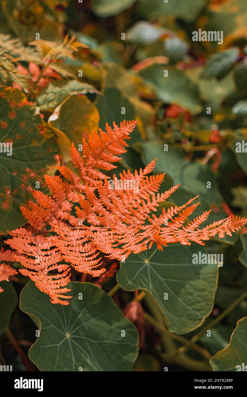 natural plants around us when macro photography Stock Photo - Alamy
