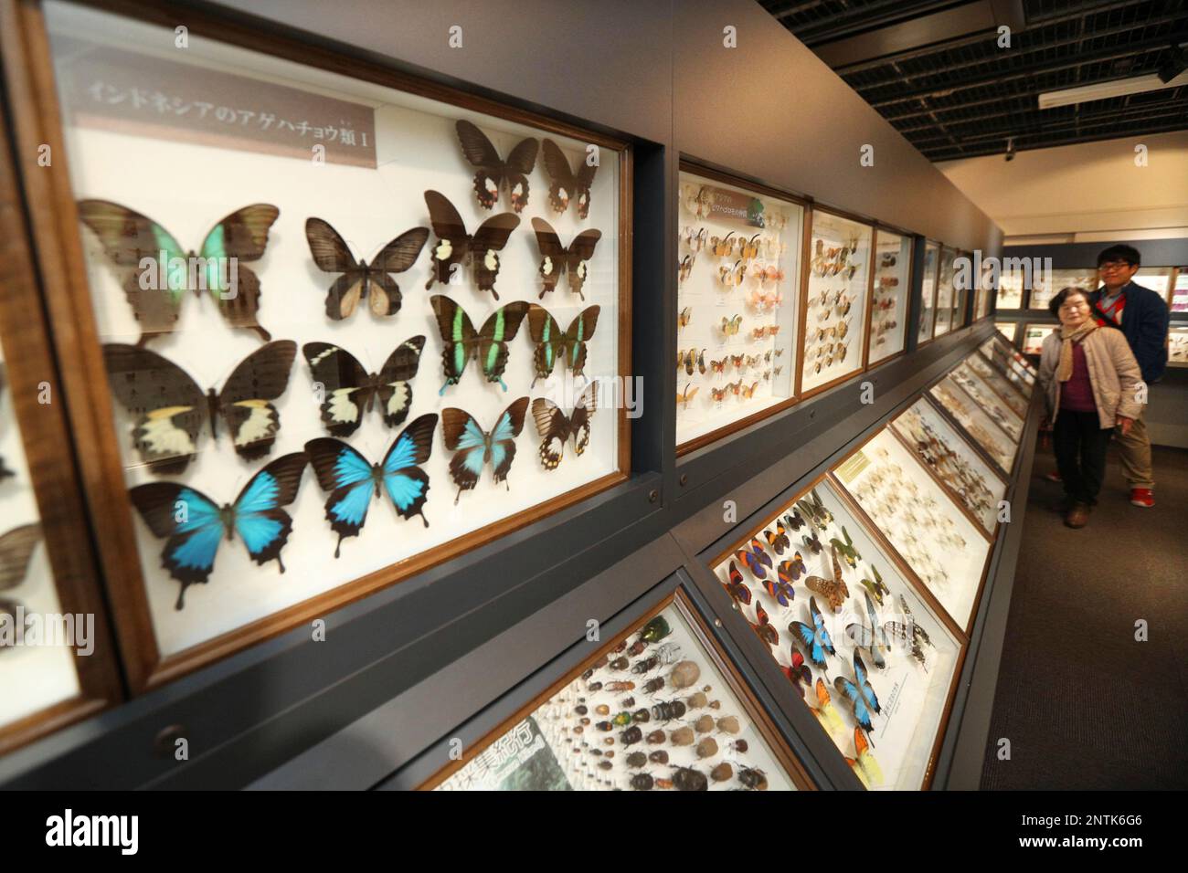 Insect specimens are pictured at the Ehime University Museum in ...