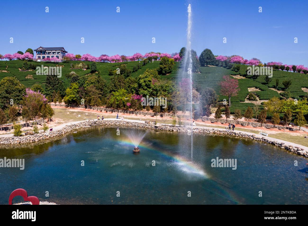 Aerial photo shows cherry blossoms bursting into bloom in the Taipin ...