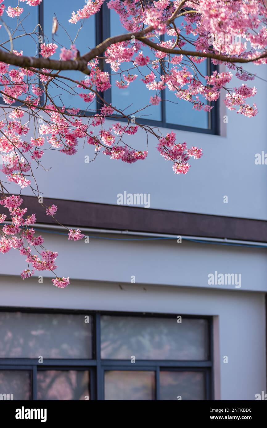 Cherry blossoms burst into bloom in the Taipin Tea Garden in Yongfu ...