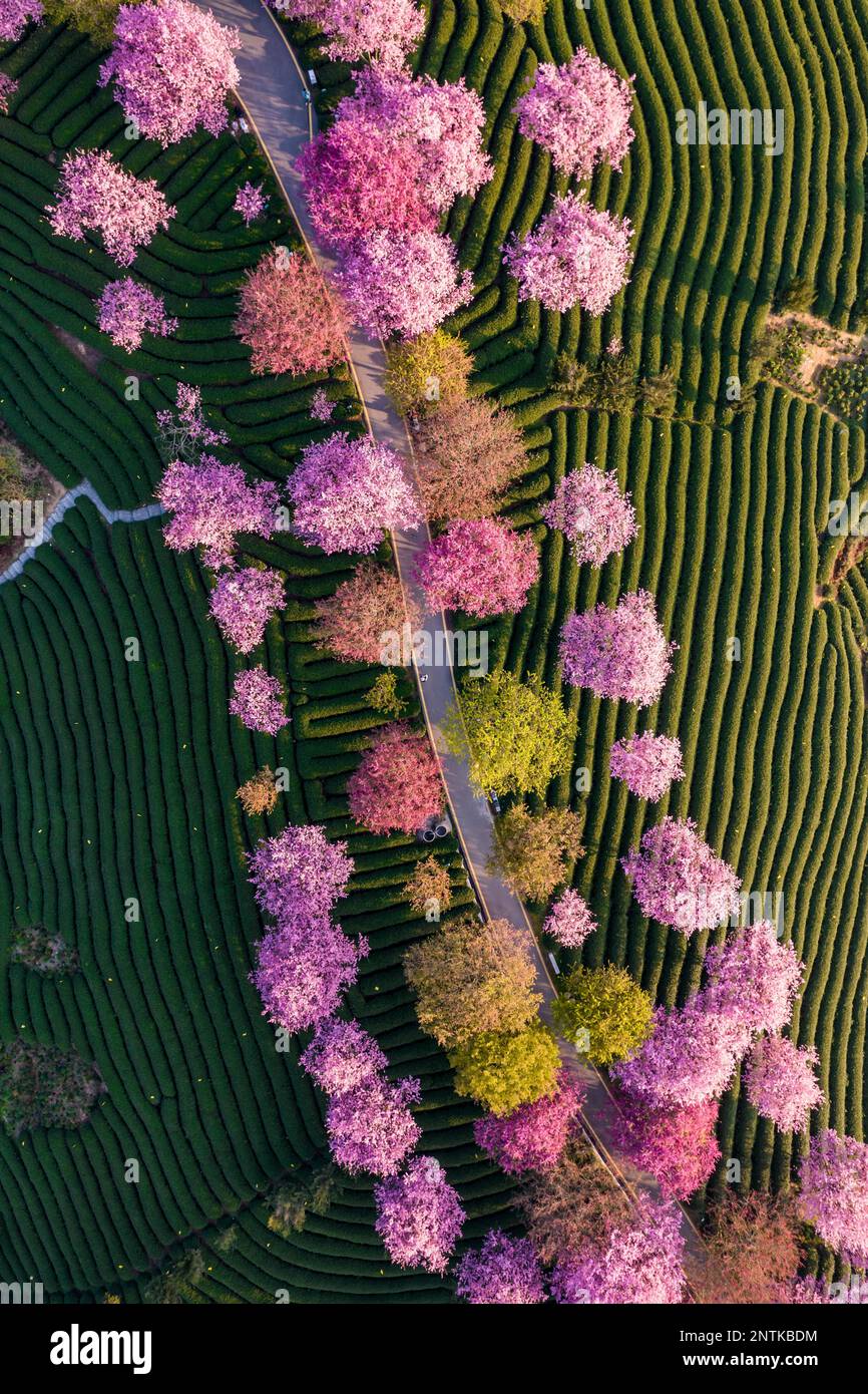 Aerial photo shows cherry blossoms bursting into bloom in the Taipin ...