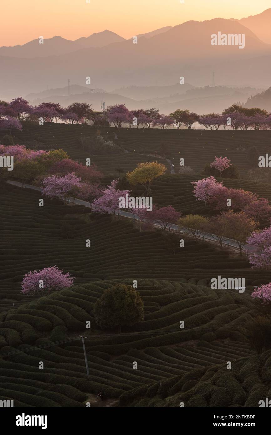 Aerial photo shows cherry blossoms bursting into bloom in the Taipin ...