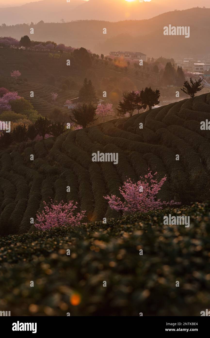 Aerial photo shows cherry blossoms bursting into bloom in the Taipin ...