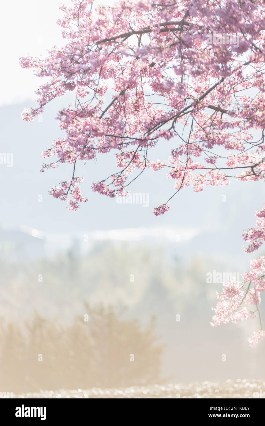 Cherry blossoms burst into bloom in the Taipin Tea Garden in Yongfu ...