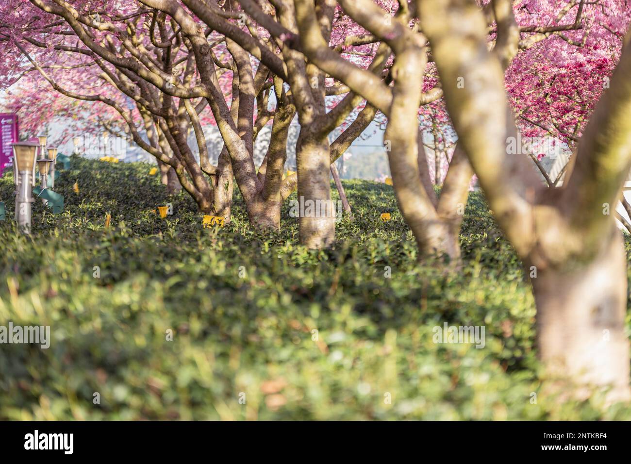 Cherry blossoms burst into bloom in the Taipin Tea Garden in Yongfu ...
