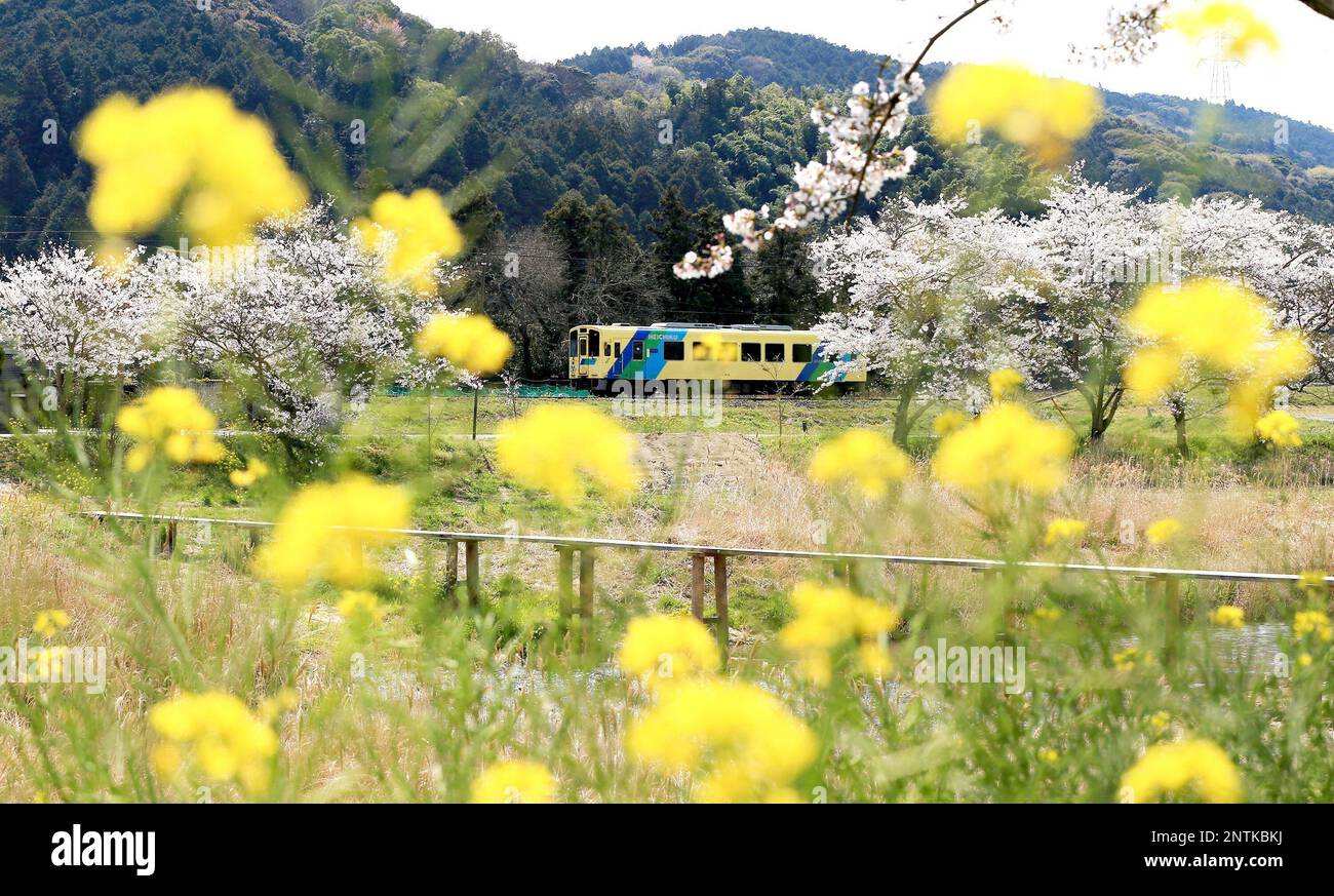 A train of Heisei Chikuho Railway Co. runs along the line of cherry ...