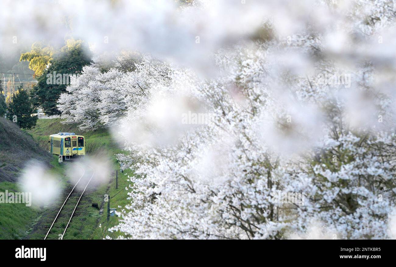 A train of Heisei Chikuho Railway Co. runs along the line of cherry ...