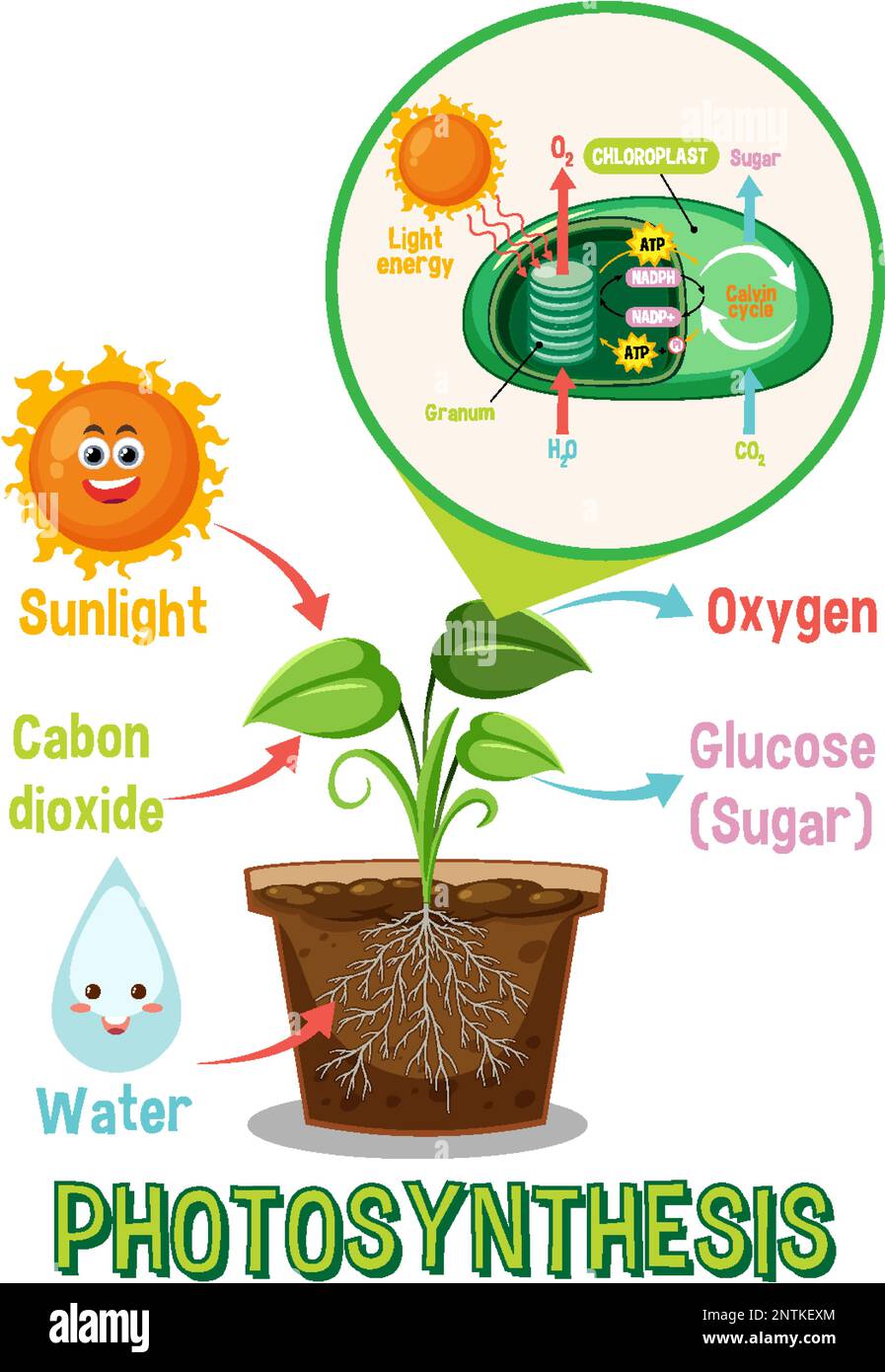 Diagram of Photosynthesis for biology and life science education ...