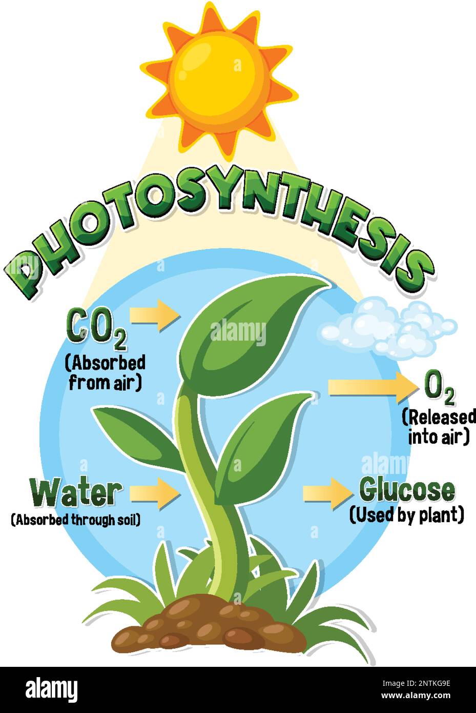 Diagram of Photosynthesis for biology and life science education ...