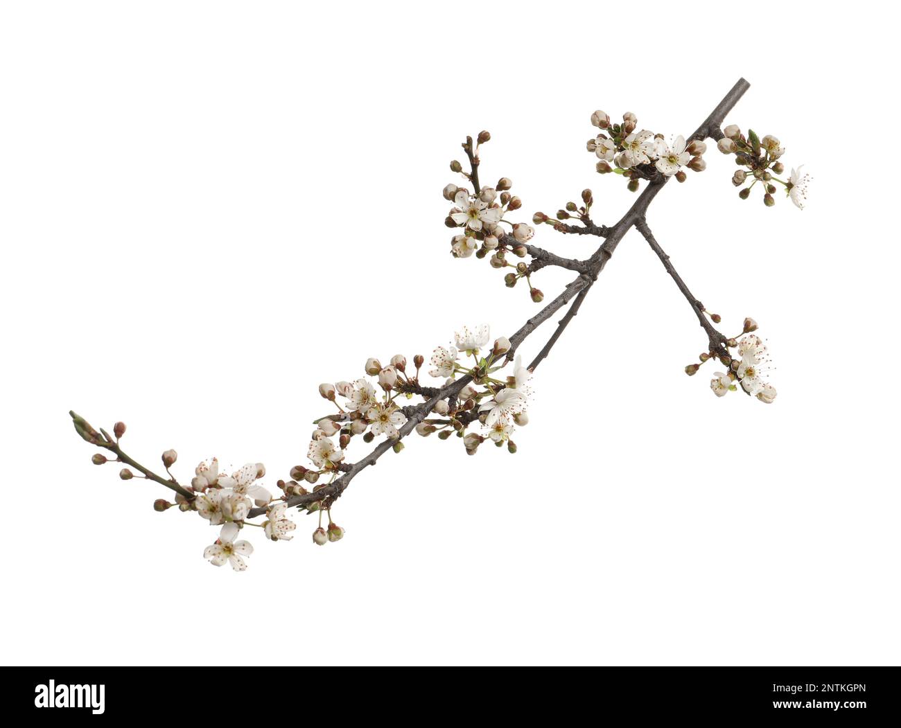 Cherry tree branch with beautiful blossoms isolated on white Stock ...