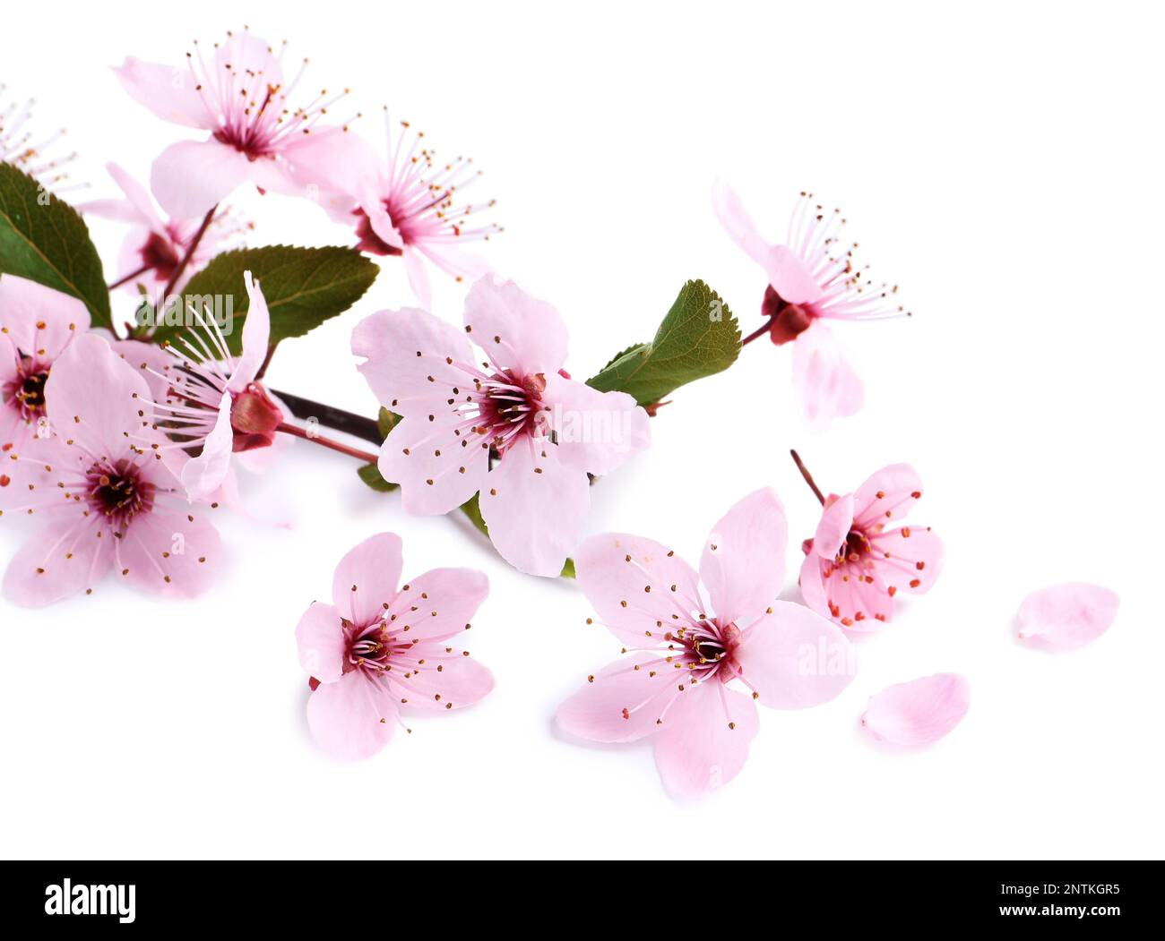 Sakura tree branch with beautiful pink blossoms isolated on white Stock ...