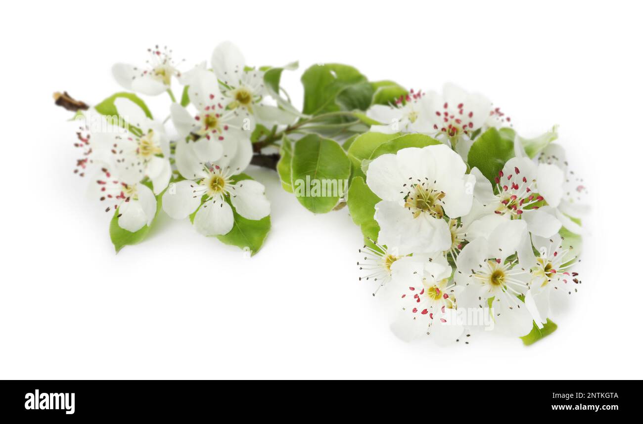 Beautiful flowers of blossoming pear tree on white background Stock ...