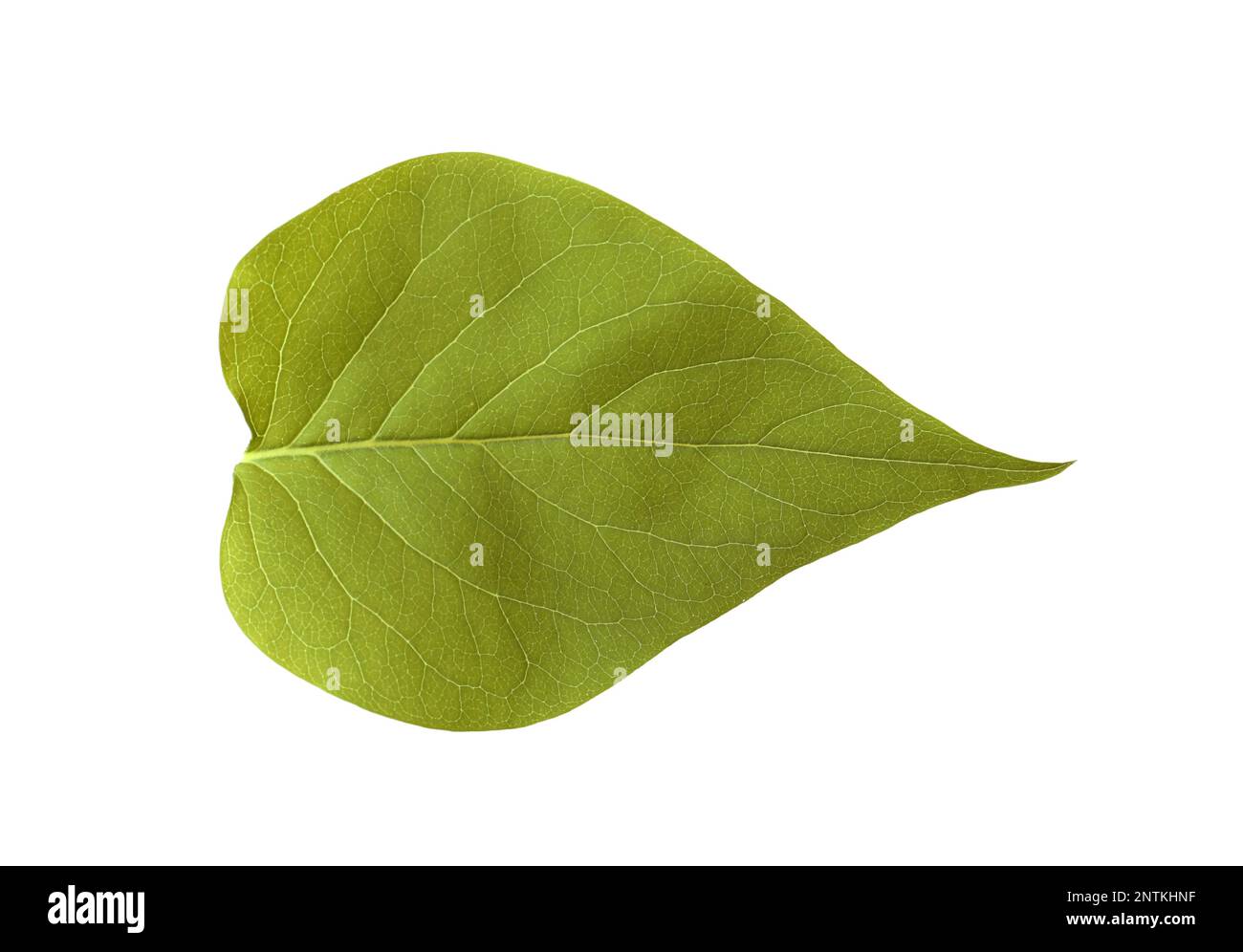 Leaf of sacred fig tree isolated on white. Buddhism concept Stock Photo ...