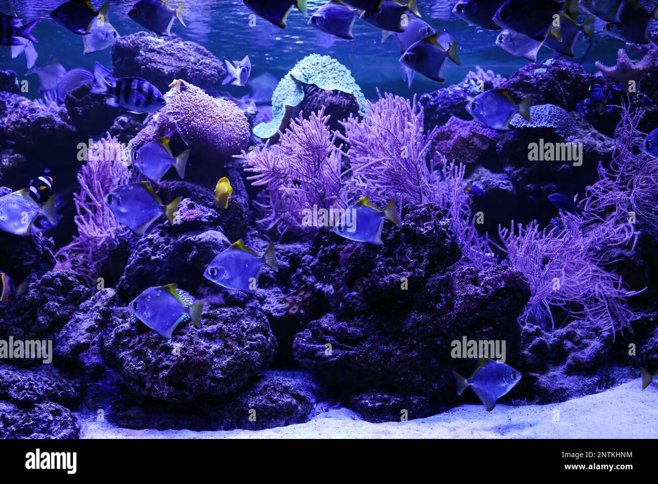 Many fishes in aquarium hi-res stock photography and images - Alamy