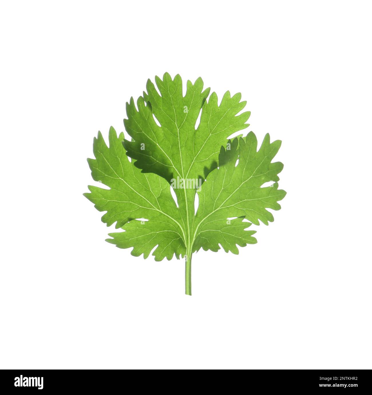 Aromatic fresh green cilantro isolated on white Stock Photo - Alamy