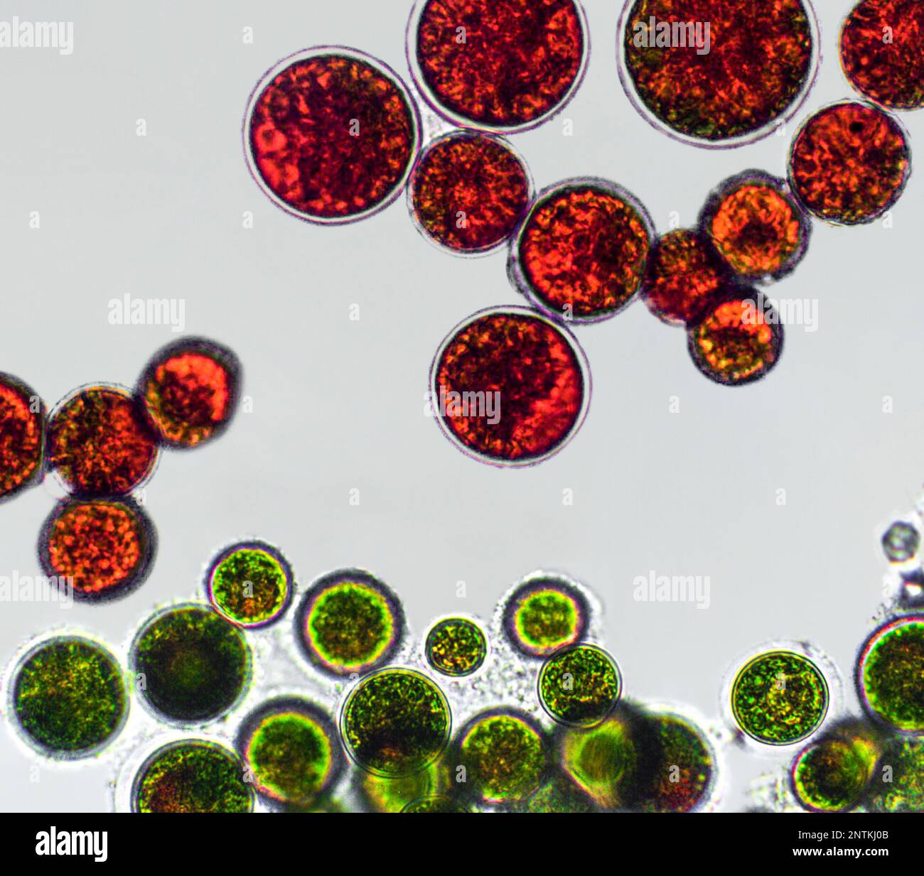 Haematococcus pluvialis green and cyst algae under microscopic view ...