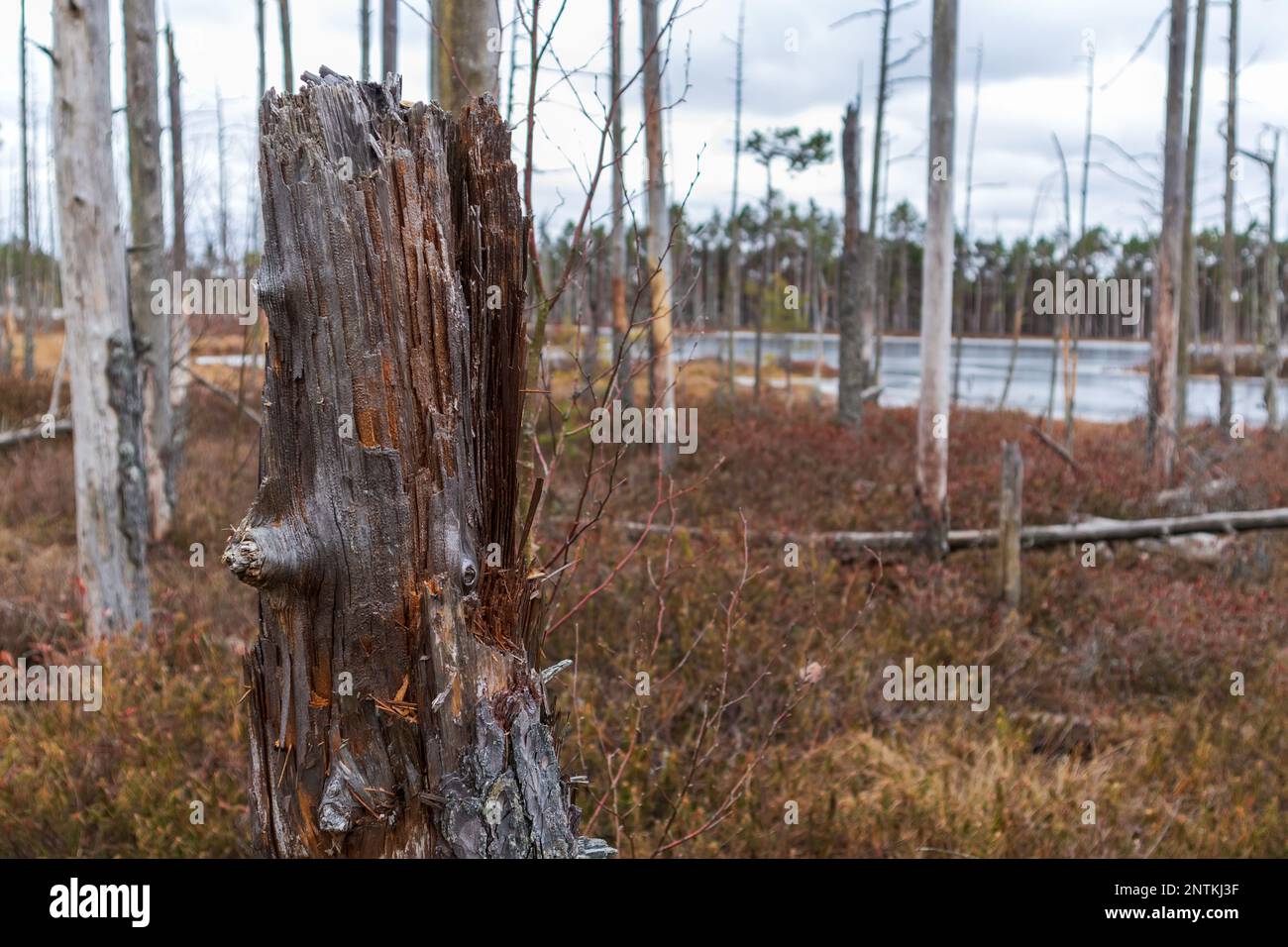 Nature view of a marsh during the day with wind broken pine trees brown ...