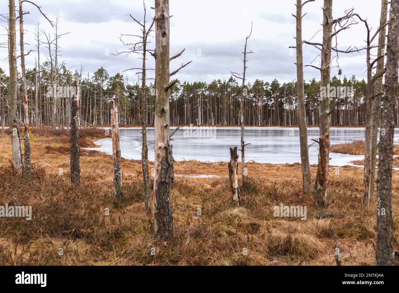 Nature view of a marsh during the day with wind broken pine trees brown ...