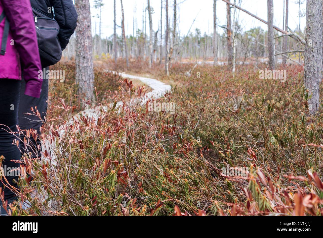 Nature view of a swamp during the day with wind broken pine trees brown ...